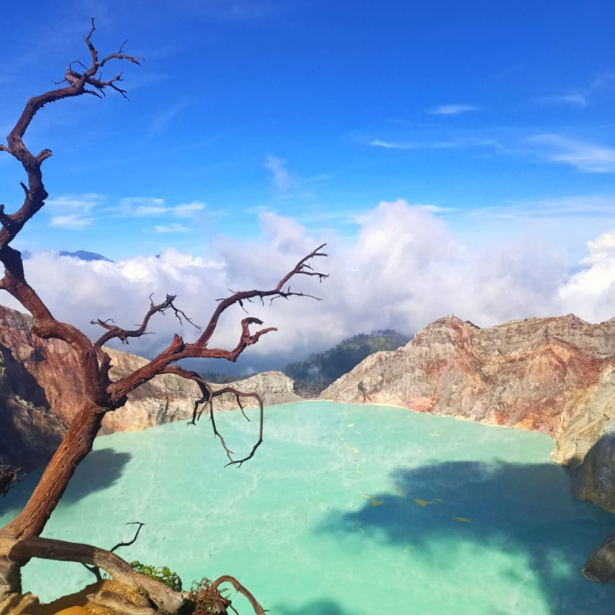 The Timeless Power of Sulfur: A Natural Elixir for Animal Skin Health