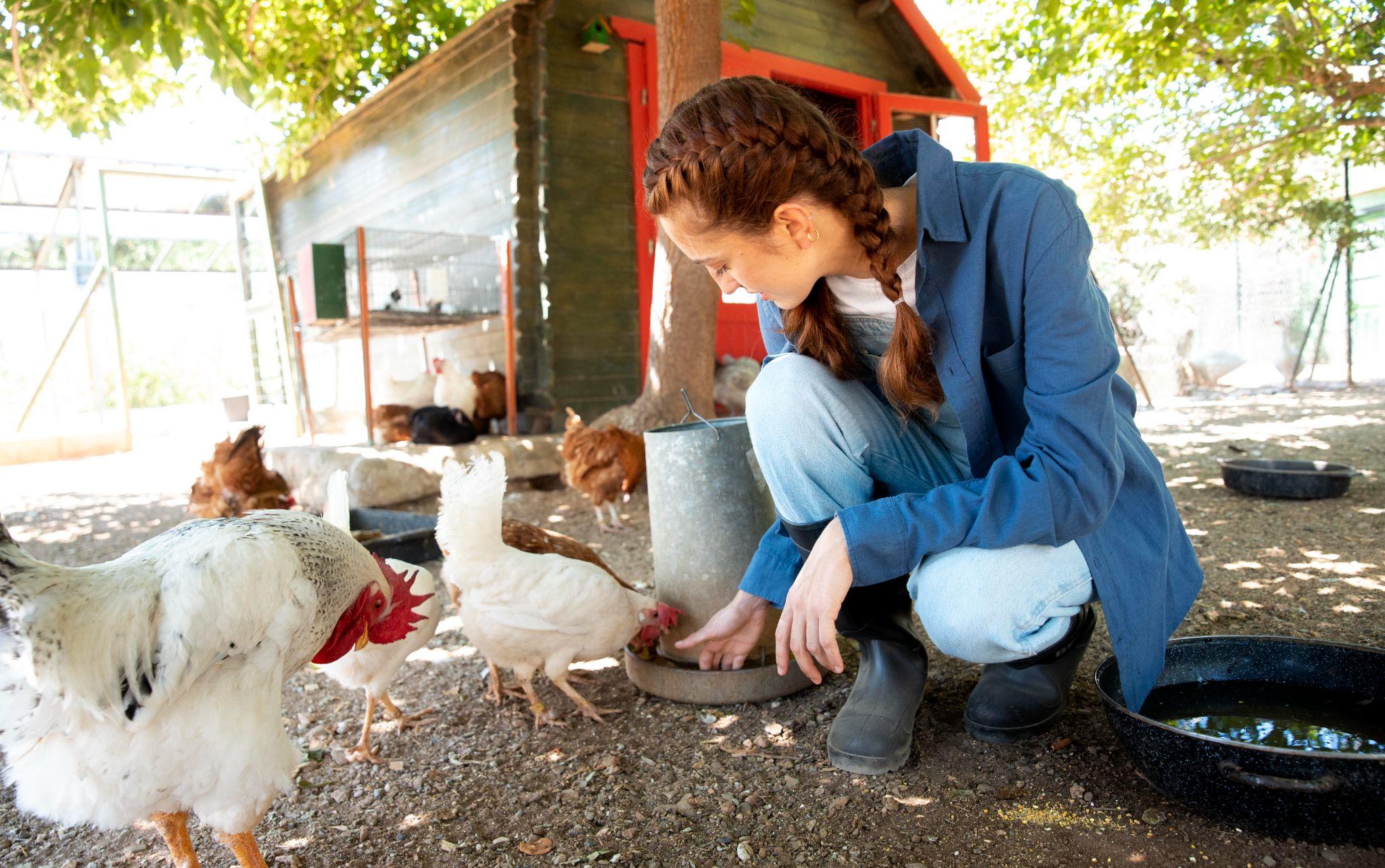 How to Care for Chickens - Tips for Raising Healthy Flocks